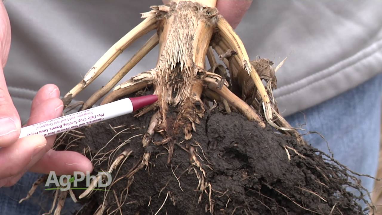 Farm Basics #946 Corn Root Systems (Air Date 5-22-16) - YouTube
