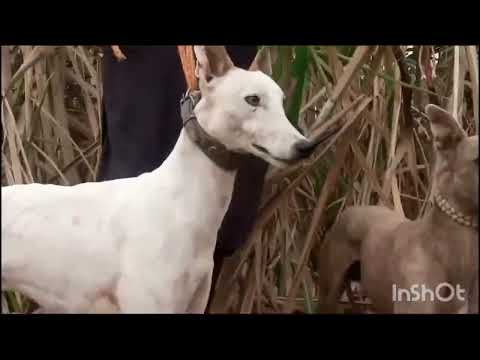 Dog vs Mailman: UPS Mailman AlwaysBrings Favorite Dog a Treat| The Dodo ...