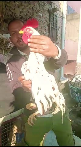 Aseel white murgh rooster l aseel parrot beak java lakha rooster tajdara fighter #aseel #murga # ...