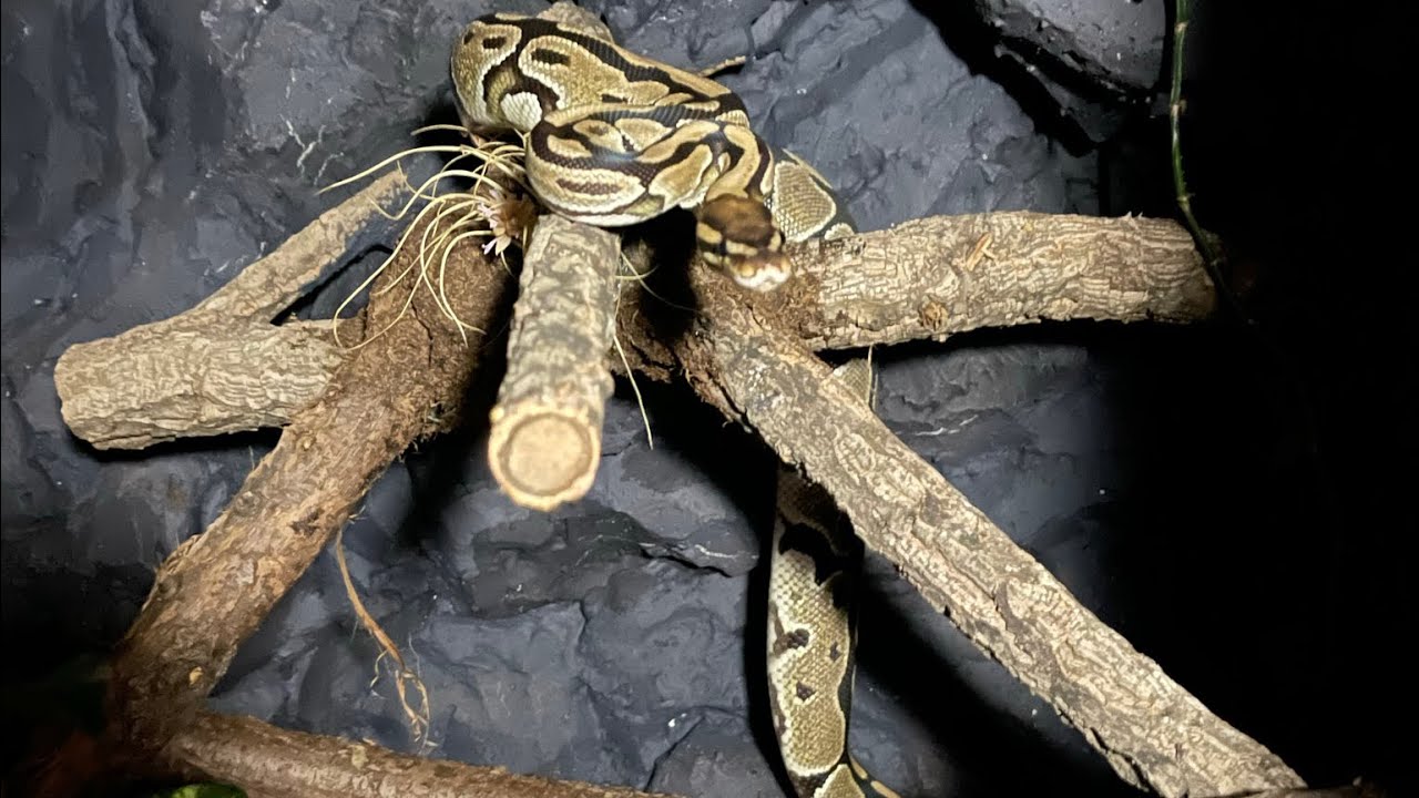 I Built Berry a MASSIVE Enclosure.! - YouTube