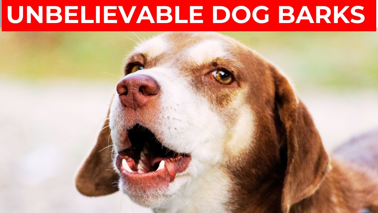 Dog Barking Sound Compilation (See Your Dog’s Reaction!) | 15 Breeds ...