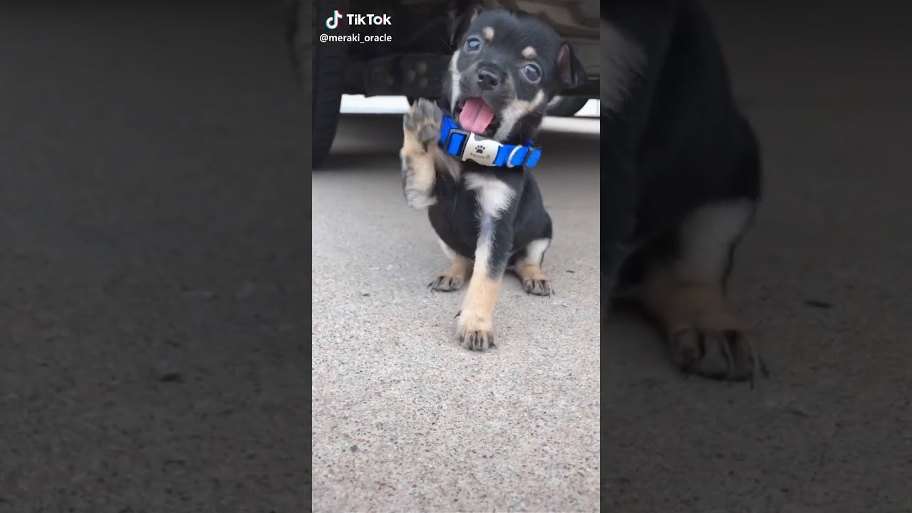 Like por el perrito ;3 - YouTube