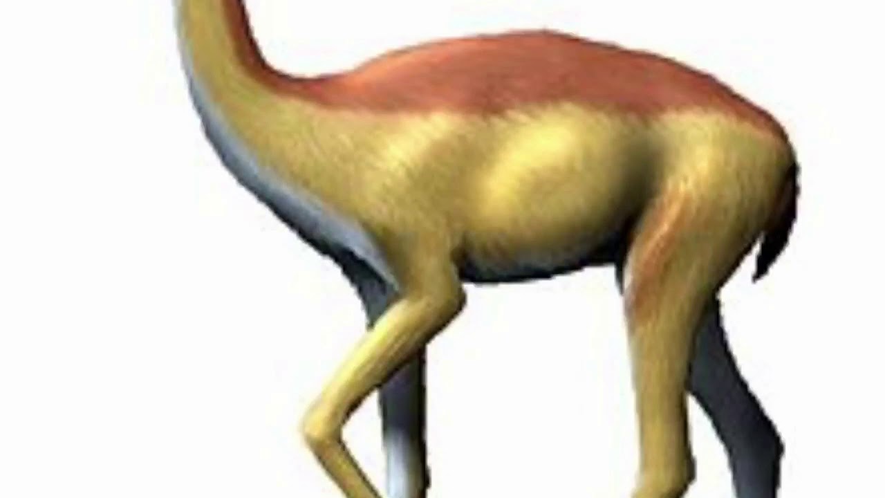 Camel evolution🐫🐪 - YouTube