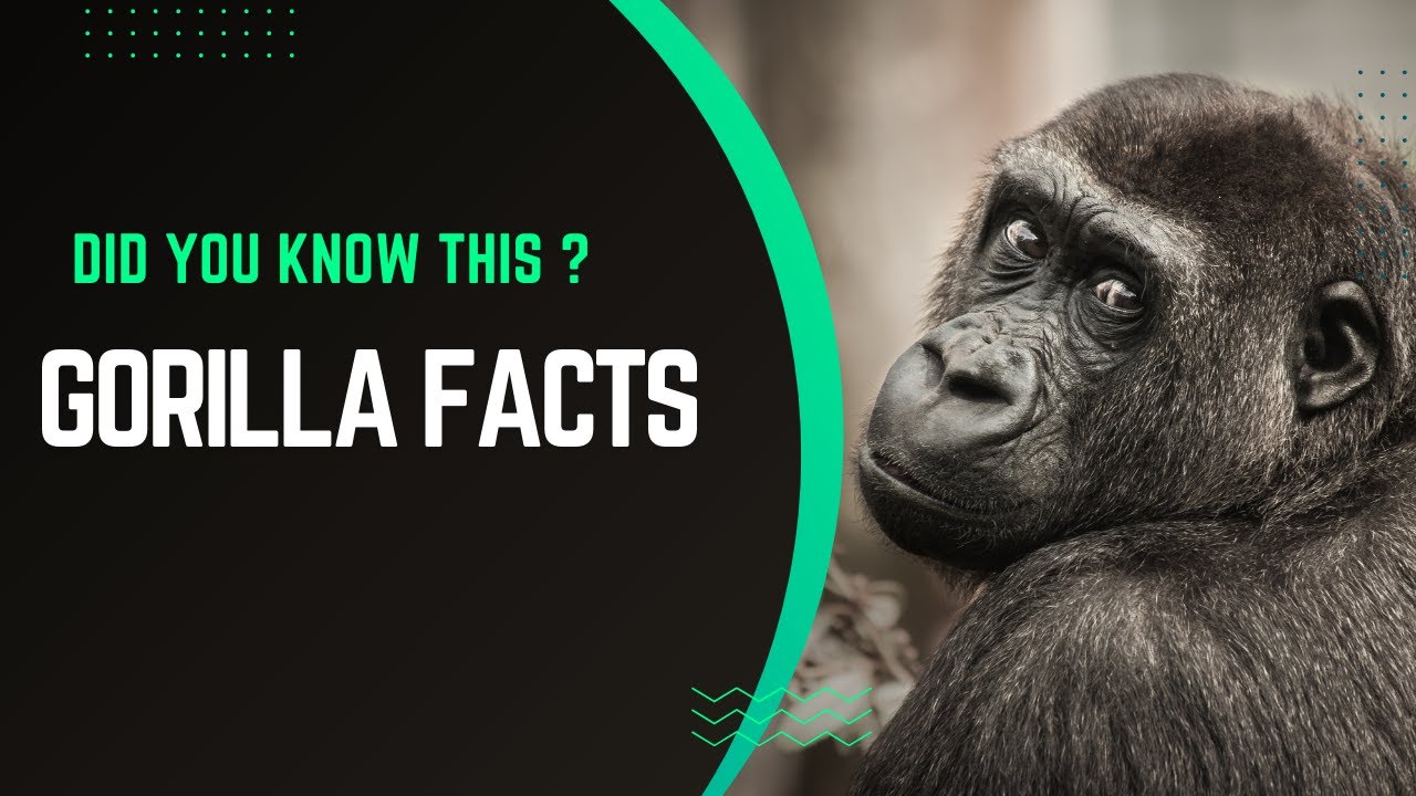 10 Amazing Facts About Gorillas - Facts You Didn't Know About Gorilla's ...