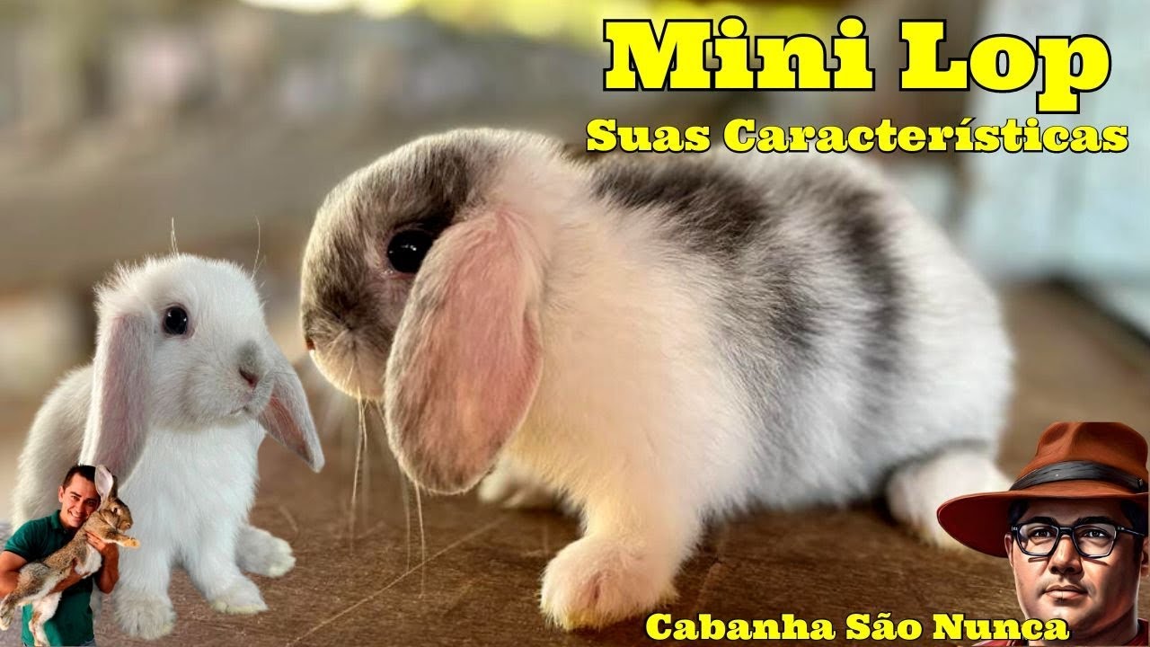 Mini Lop e suas características - YouTube