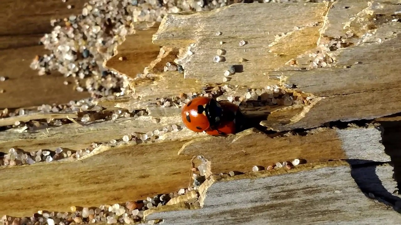 Ladybug Sex Acts Youtube