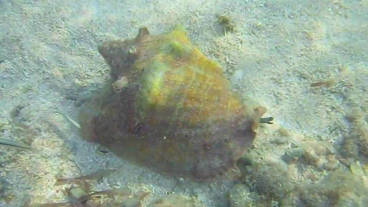 The Moving Conch at Fort Jefferson on Garden Key in Dry Tortugas ...