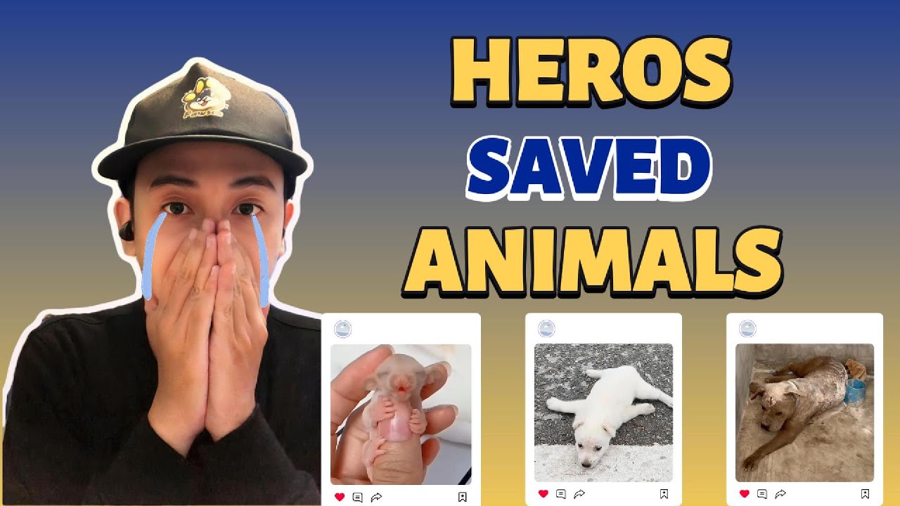 You Won't Believe These Incredible Heartwarming Rescues! - YouTube