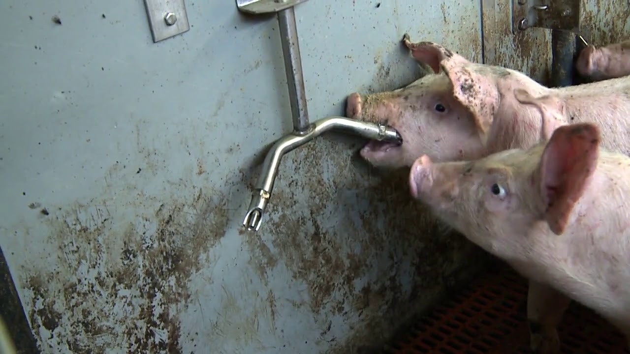 Feed and water: Wet feeding pigs – Transition From Dry To Wet Feed ...