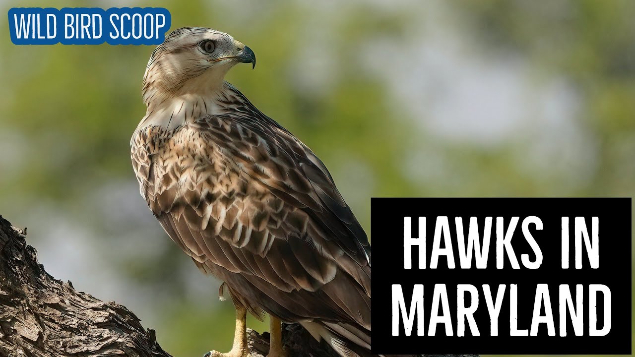 Hawks In Maryland: 9 Hawk Species Spotted In Little America - YouTube