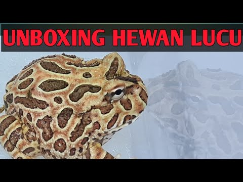 Beli Kodok Pacman yang lucu dan imut - Cara pemeliharaan kodok Pacman ...