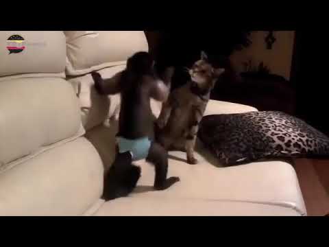 Maymunlar ve kediler (komik ilginç hayvanlar)