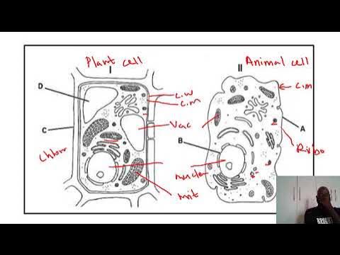 Introduction to Cell structure- Life Sciences - YouTube