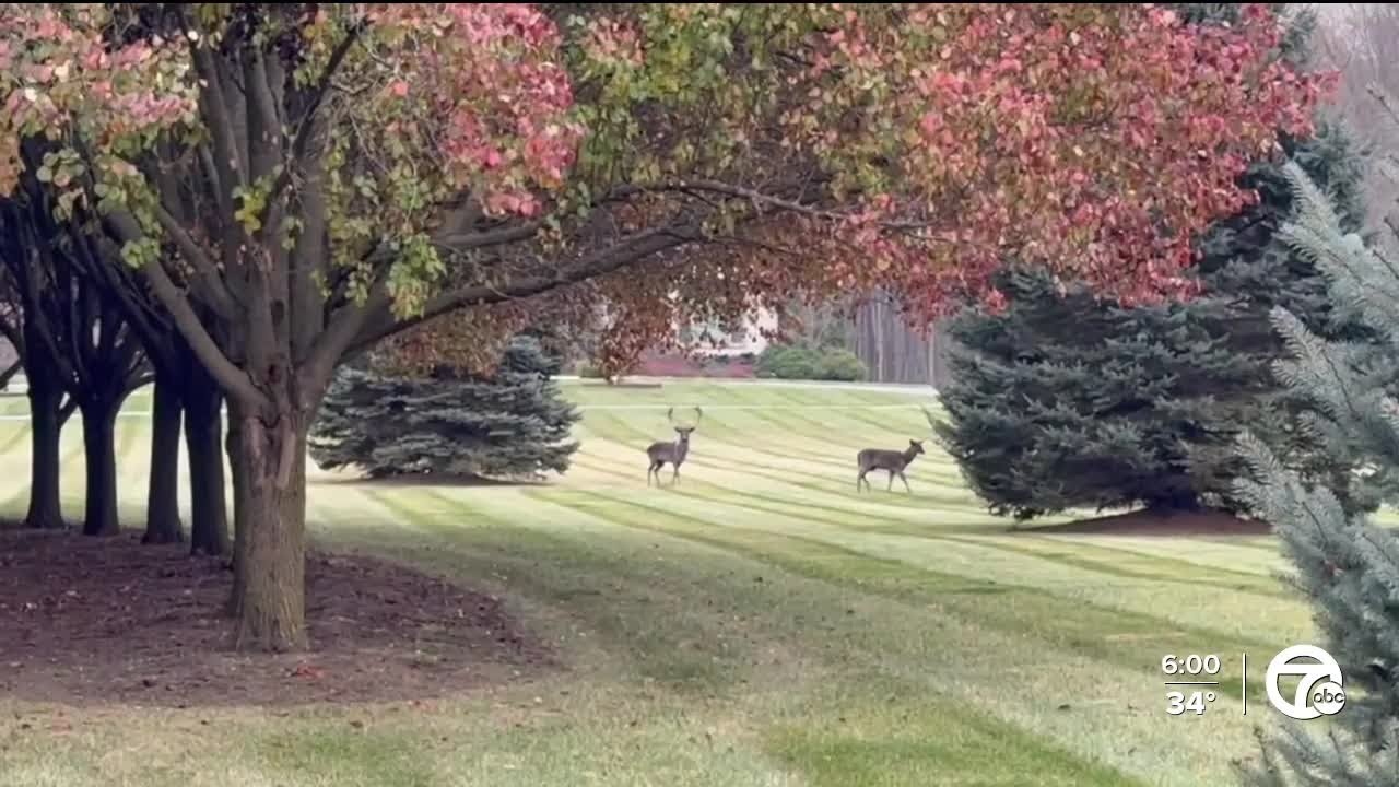 Exotic deer escape Monroe County zoo after fence was intentionally cut ...