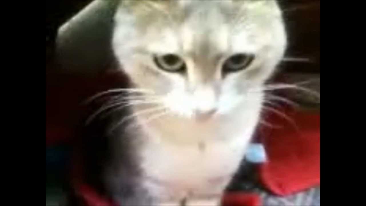 Le chat qui fait des bisous! El gato que da besos, Friendly Cat ...