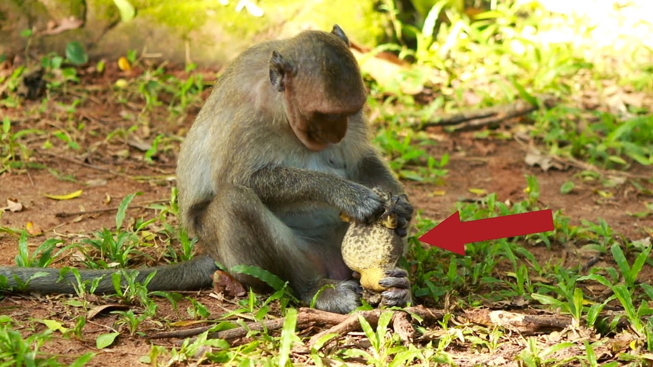 Monkey Jinx Playing Toad || Monkey vs Toad - YouTube