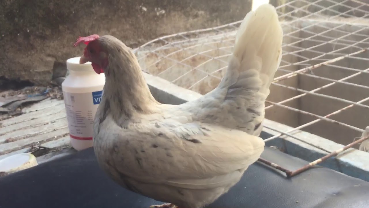 Gallos miniatura azteca gallina splash - YouTube