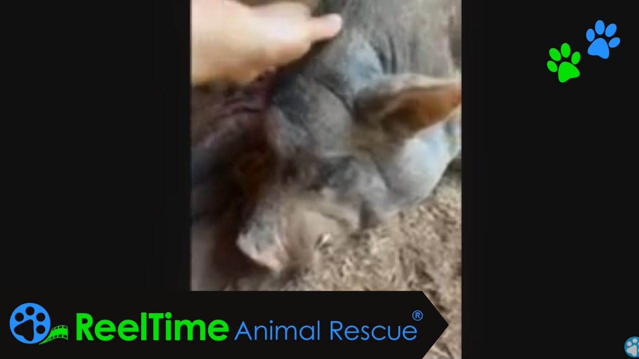 The Persnickety Pig Baymax | Shalom Y'all Ranch - YouTube