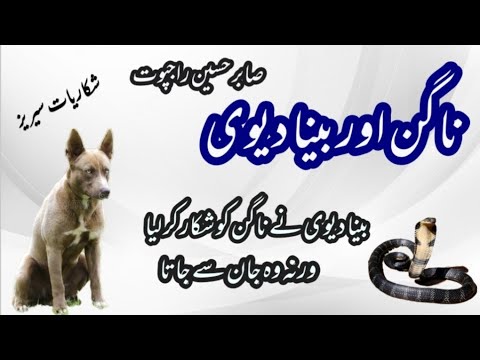 nagin aur bina devi/sabir hussain rajpoot/hunting stories/thrill ...