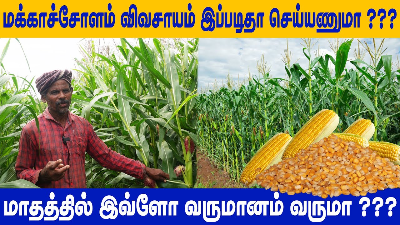 மக்காசோளம் வளர்ப்பு | maize cultivation Tamil | மக்காசோளம் சாகுபடி ...