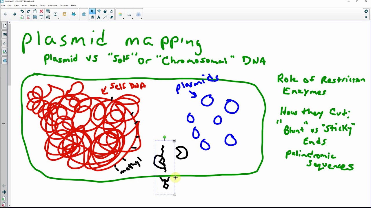 Introduction to Plasmid Mapping - YouTube