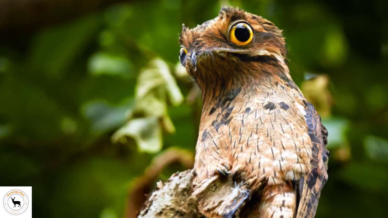 Potoos - The Camouflage Bird Of South And Central America - YouTube