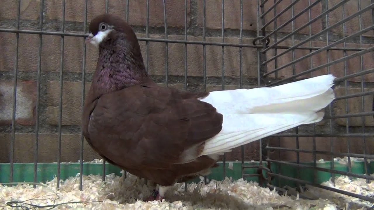 Amsterdamse baardtuimelaar (sierduif) - YouTube