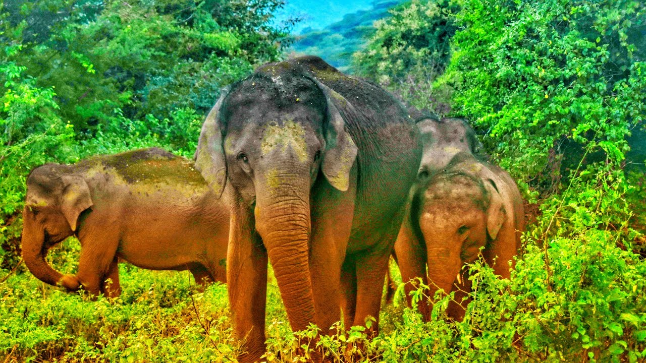 Chinnar | Visit on Munnar Road Trip Unexpect Elephant Caught | Udumalai ...
