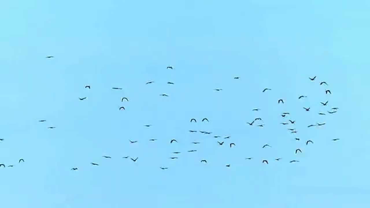 Ibis (?) Migration - YouTube