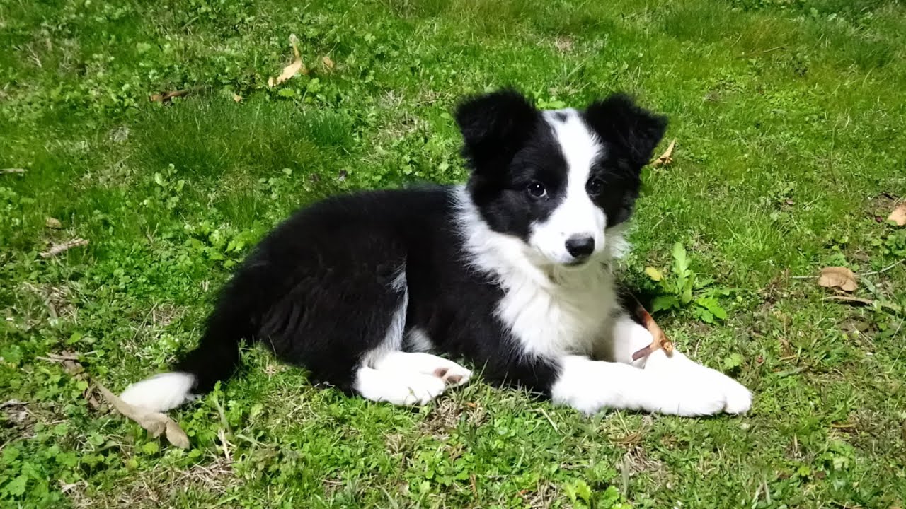 Isabel - Border Collie a 3 e 4 mesi di vita - YouTube