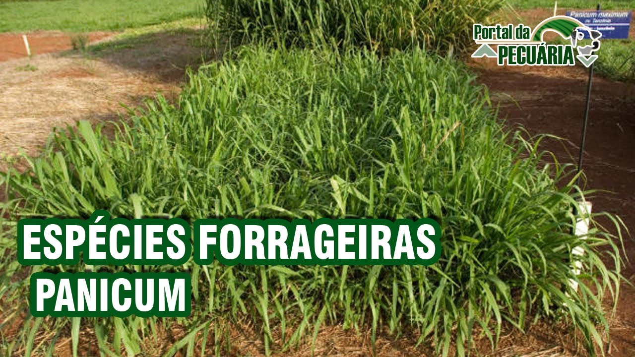 Especies forrageiras Panicum - YouTube