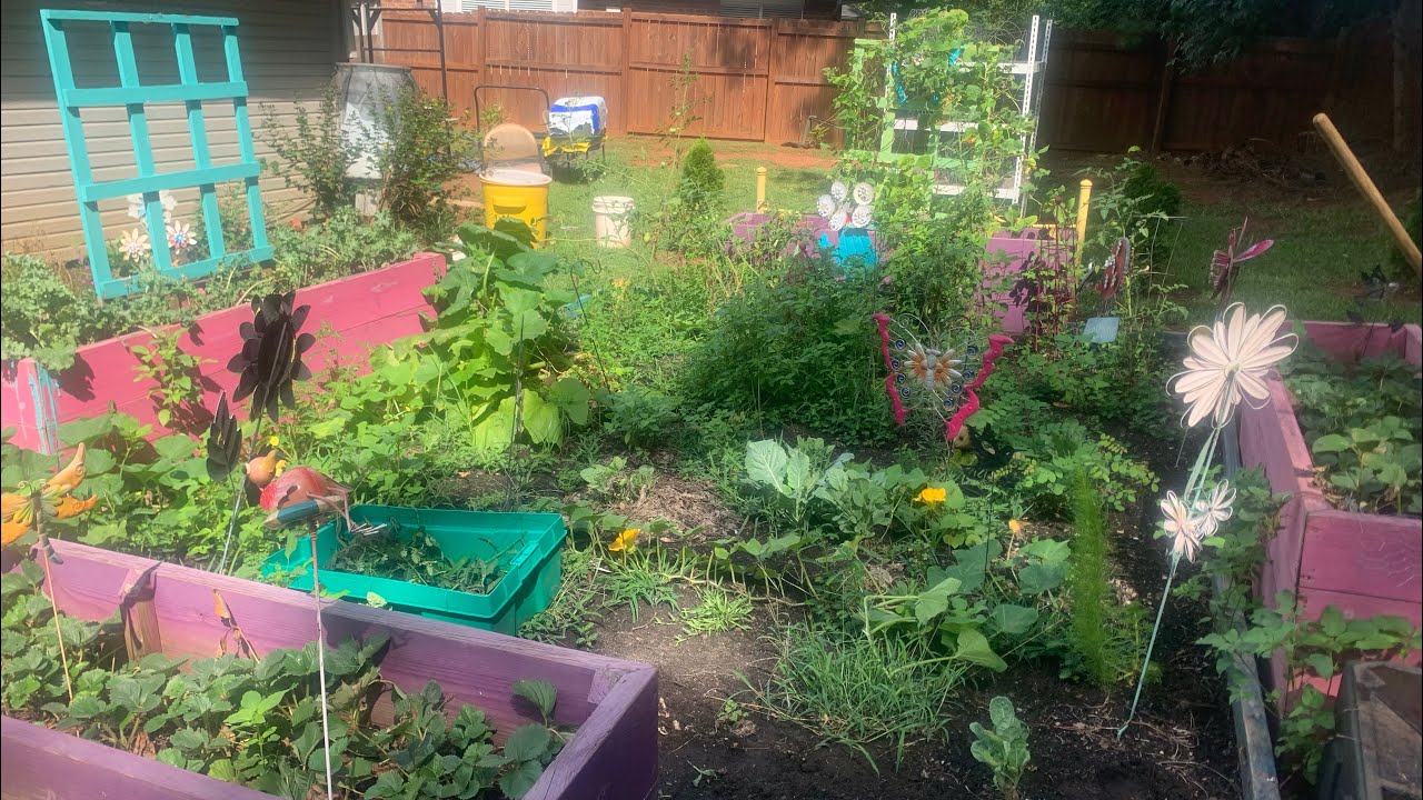 Quick garden update - YouTube