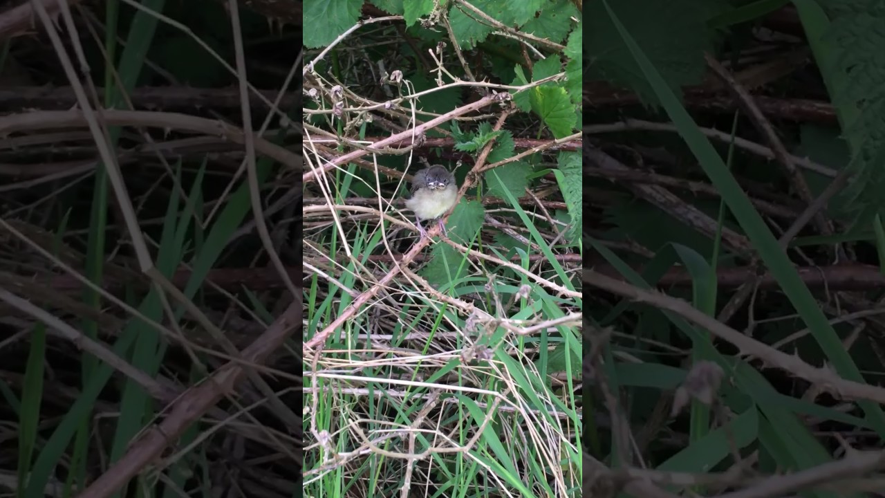 Chaffinch Chick - YouTube