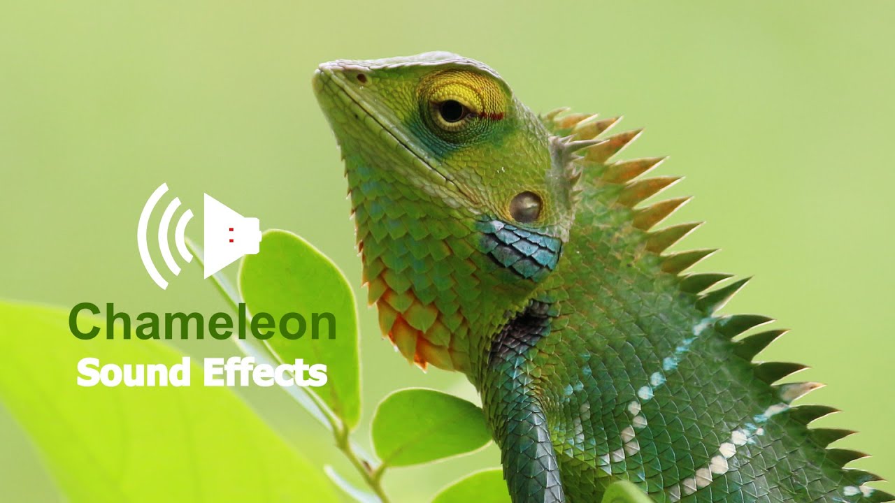 Chameleon Calling Sound | Chameleon Sound Effect - YouTube
