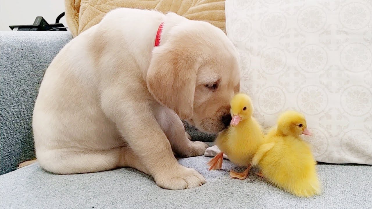 Labrador Puppy Confused by Cute Tiny Ducklings - YouTube