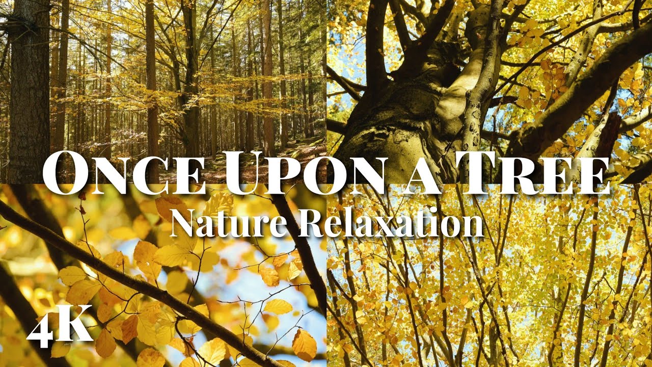 Once Upon a Tree ~ Old Beech in the Mountains 🍂 [2 Hours of Soothing ...