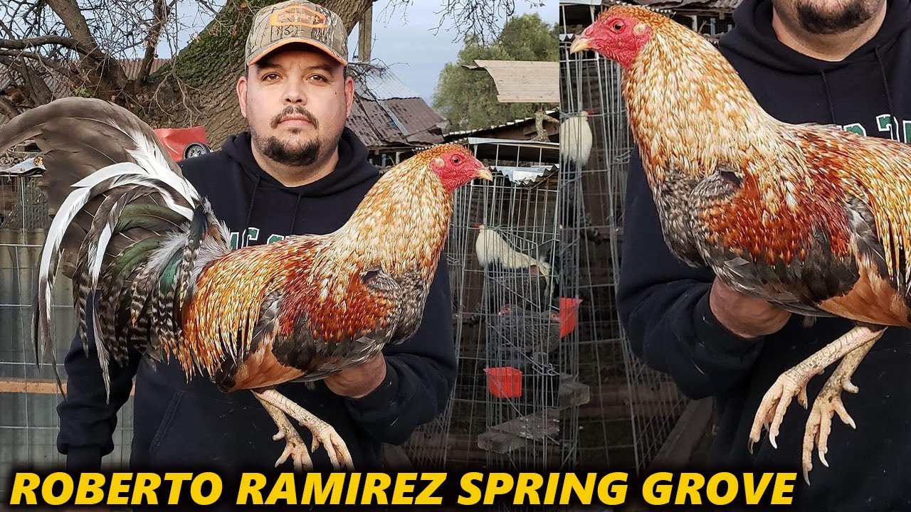 Roberto Ramirez ‼️ Beautiful Birds Spring Grove Farm Hollister ...
