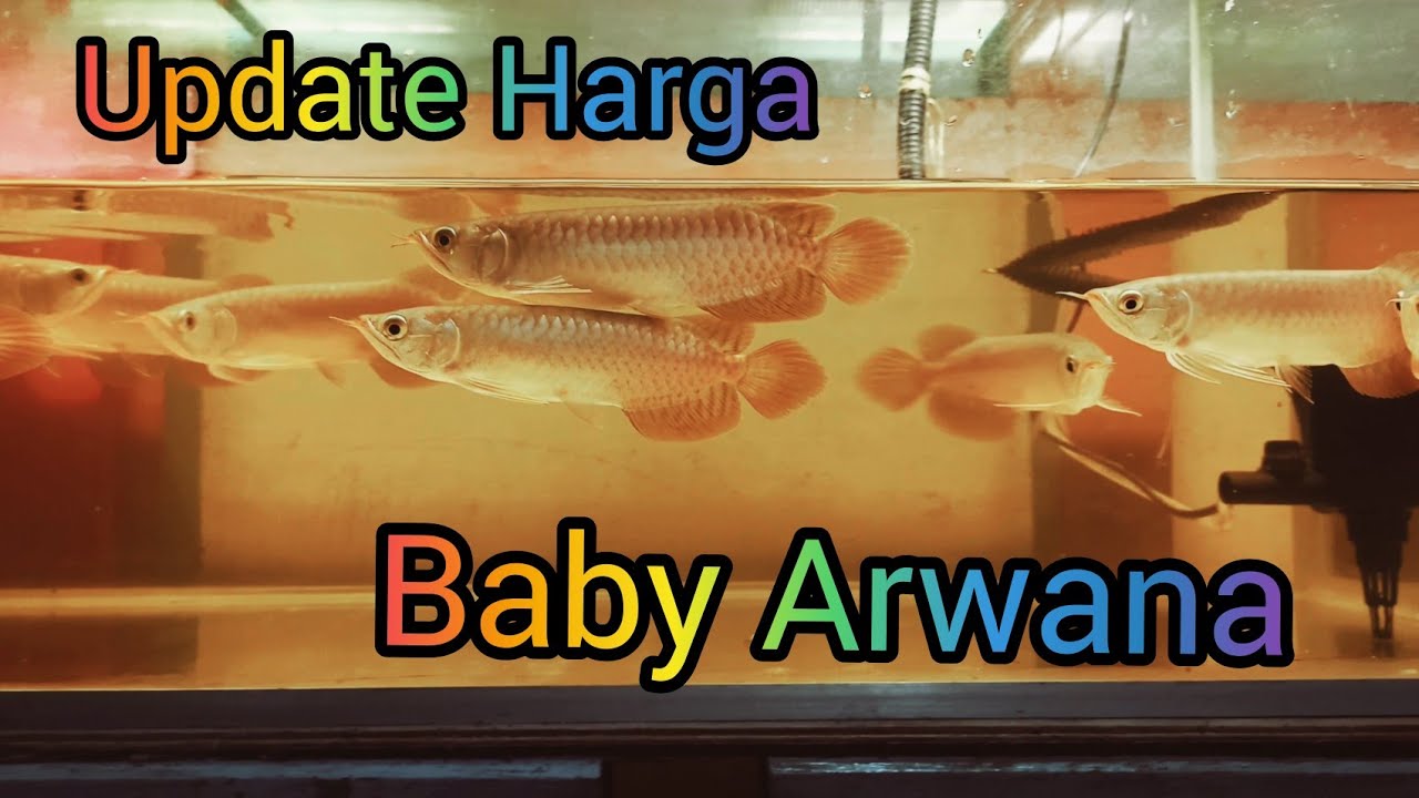 Update Harga terbaru Anakan Arwana Super Red 15 Cm - YouTube