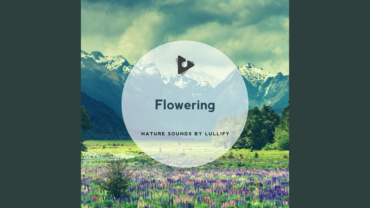 Vilcabamba Tapaculo - YouTube