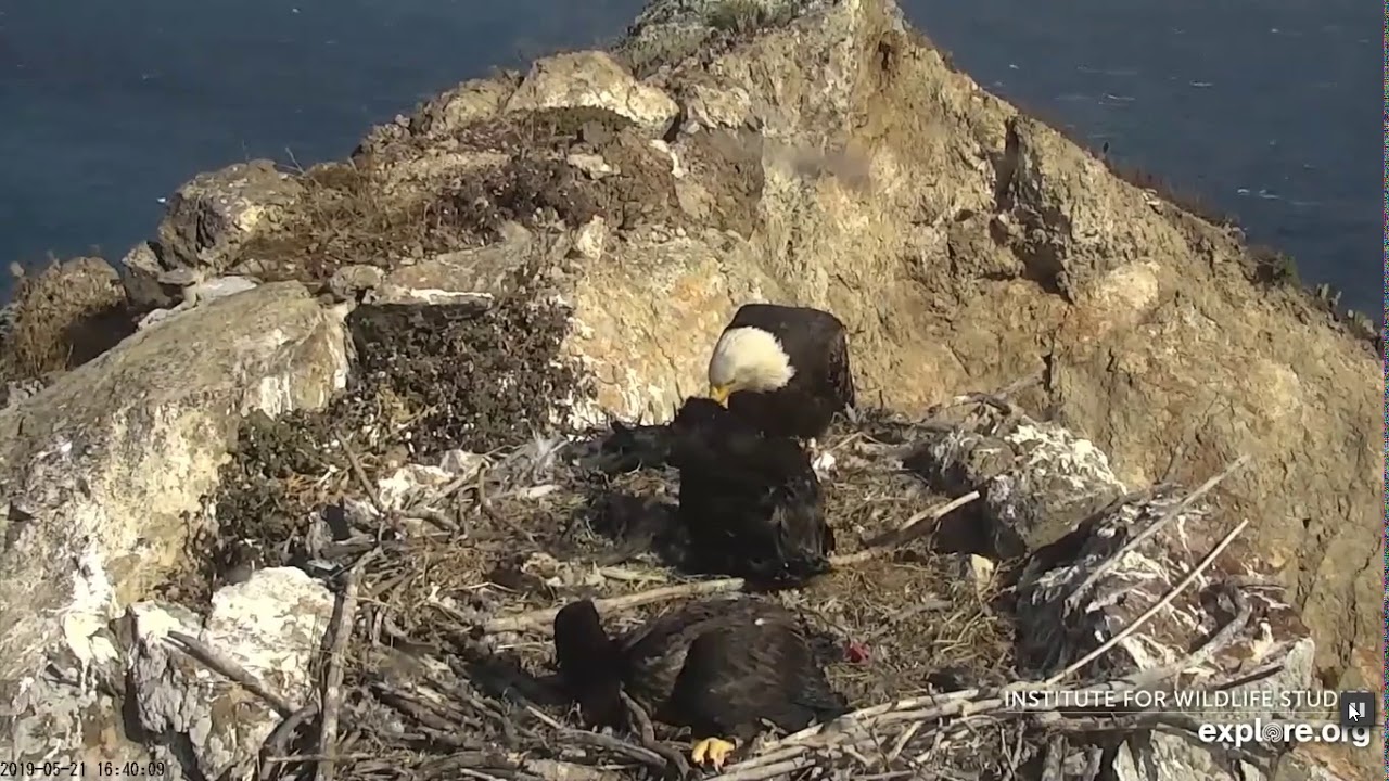 5-21-19 Two Harbors- Chase Brings In Nice Fish! - YouTube