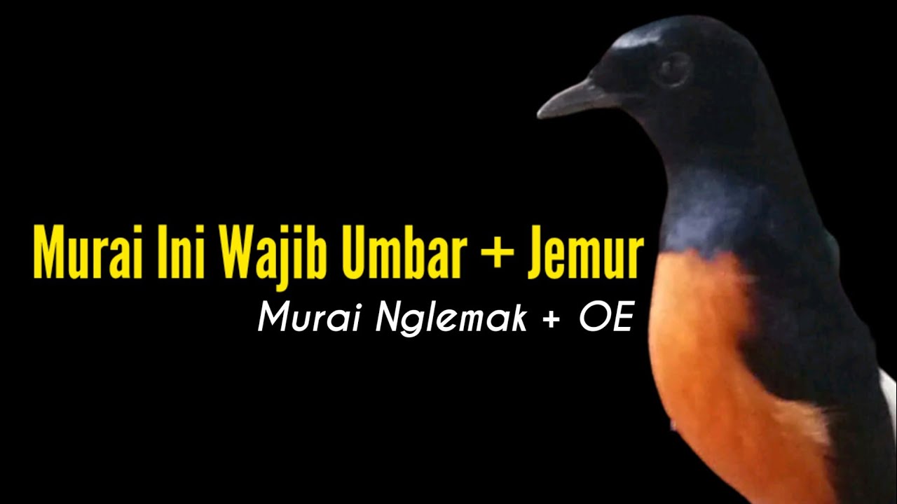 Murai Ini Wajib Jemur + Umbar || Bengkel Murai Batu - YouTube