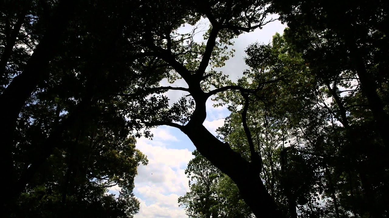 Resham Firiri (रेशम फिरिरी) by Tree a.k.a. Takatsuki - YouTube