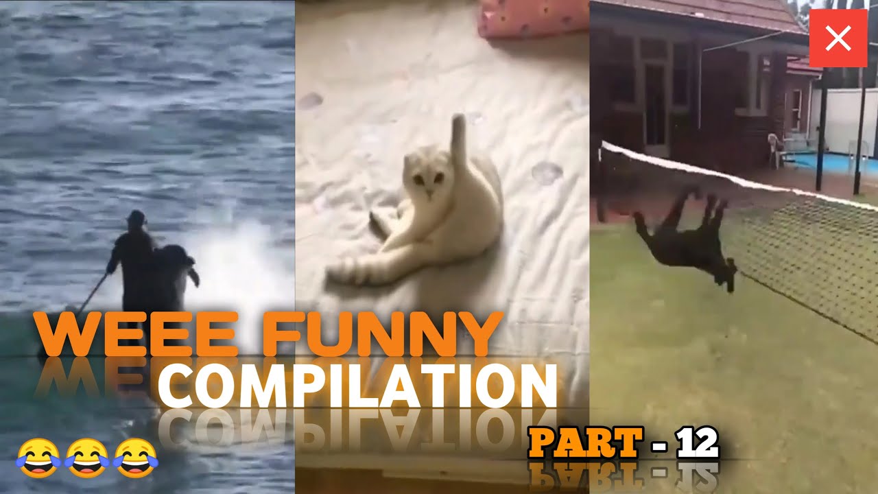 Tiktok Funny Weee Memes | #weee #wee #animals #pet #fly | Wee Meme ...