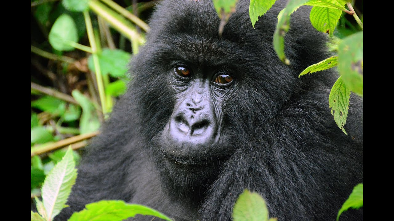 Silverback and baby Mountain Gorillas of the Titus group - Volcanoes NP ...