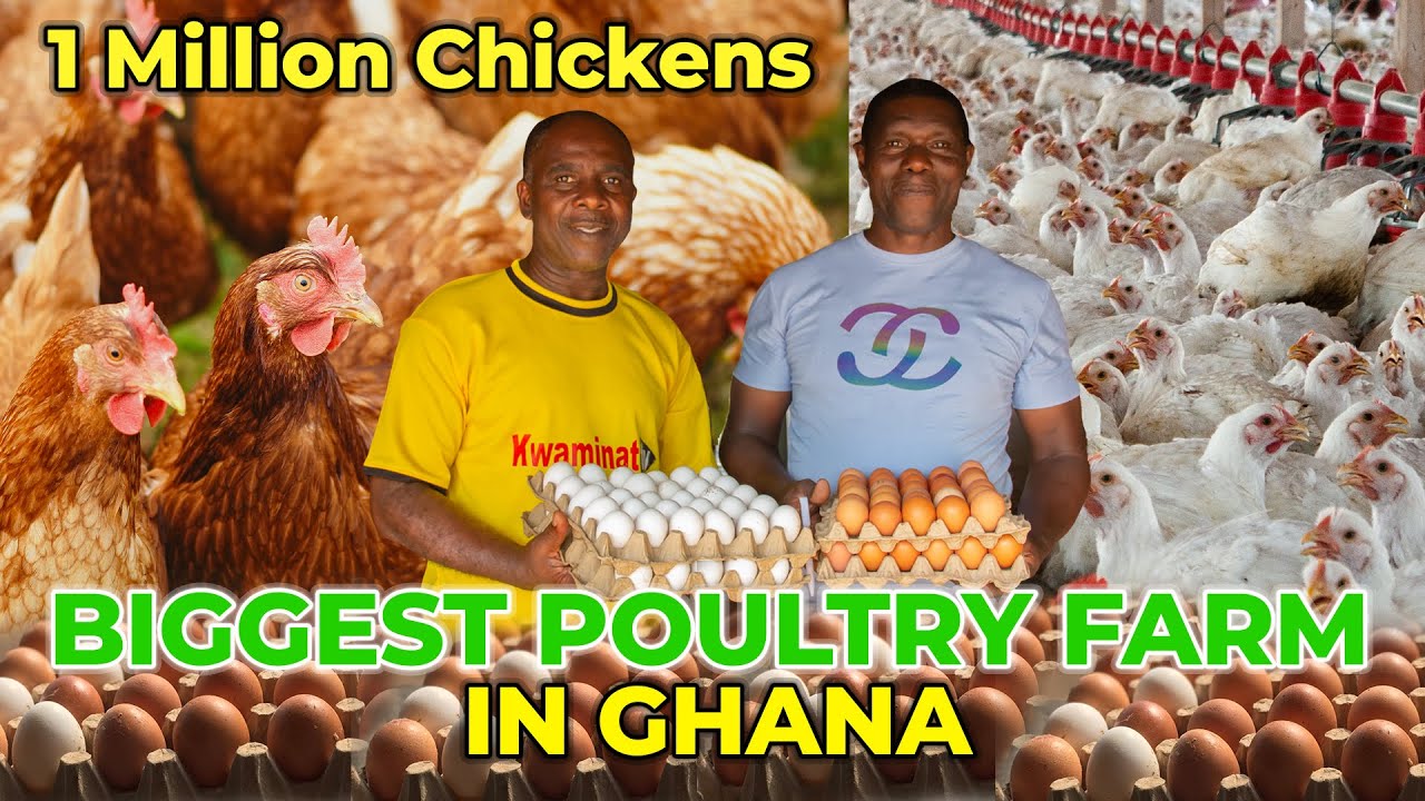 Transforming From Principal To Poultry Powerhouse: The Rise Of A 1 ...