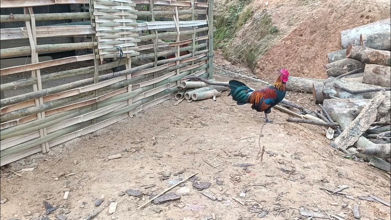 Los koom kV saib qaib dib ua si og cov py - YouTube