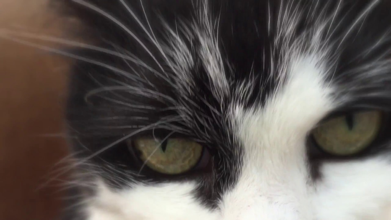 CAT TRANSFORMATION - YouTube