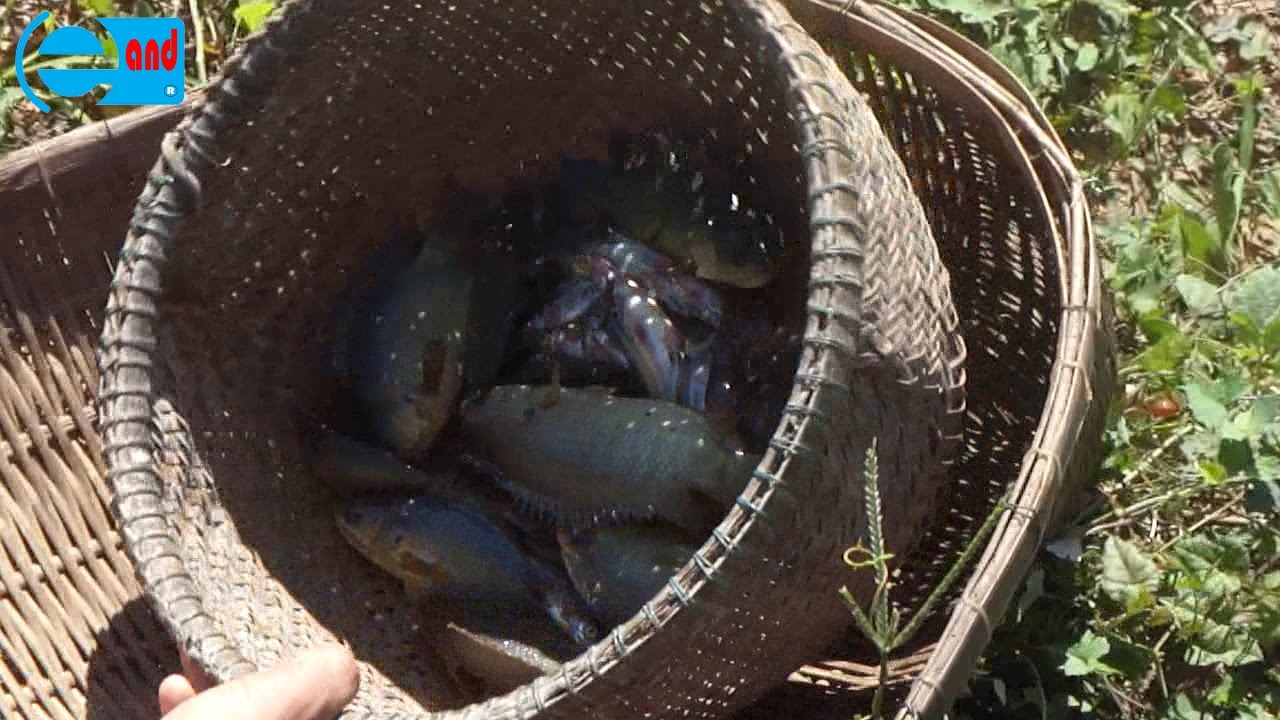 Traditional Catching Fishs in Cambodia Khmer fishing and hunting videos ...