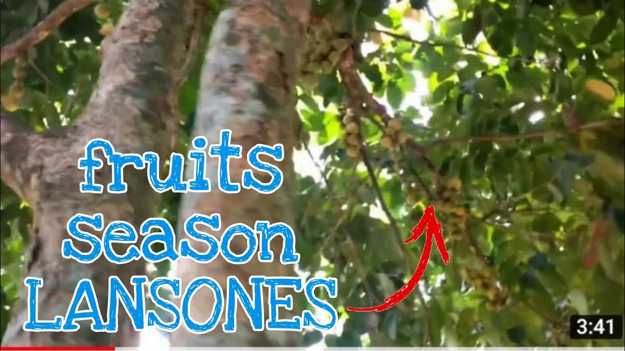 FRUITS SEASON LANSONES#farming #farmers#lansones - YouTube