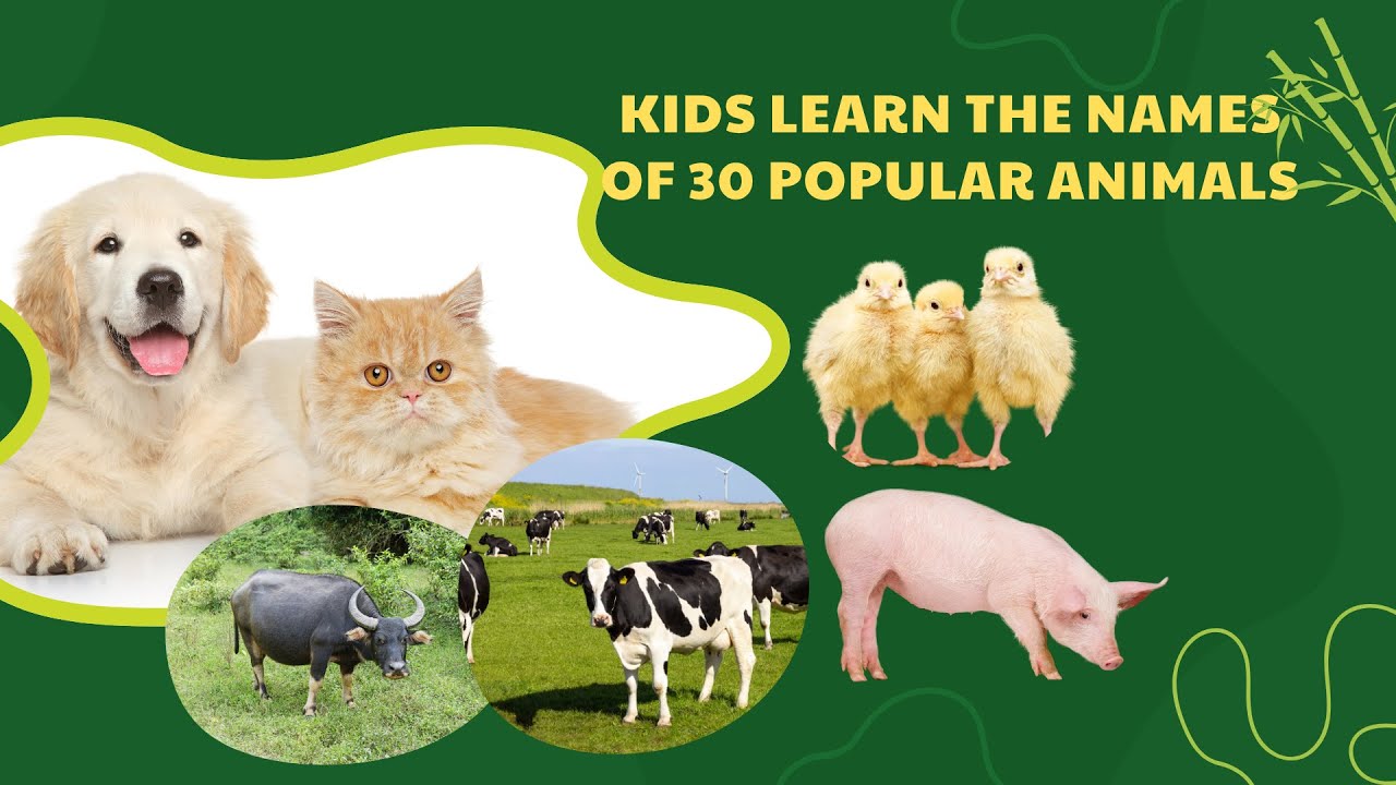Kids Learn the Names of 30 Popular Animals - YouTube